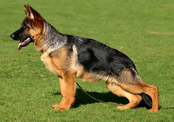 Rikkor vom St.-Michaels-Berg