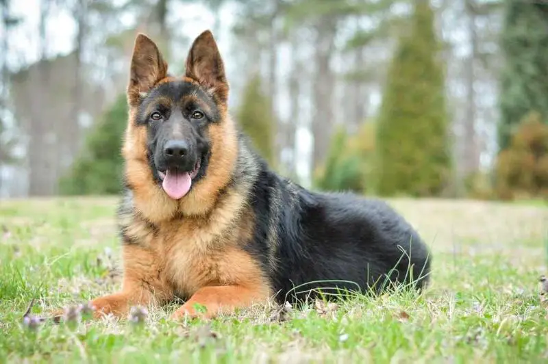 Alice von der Freiheit Westerholt