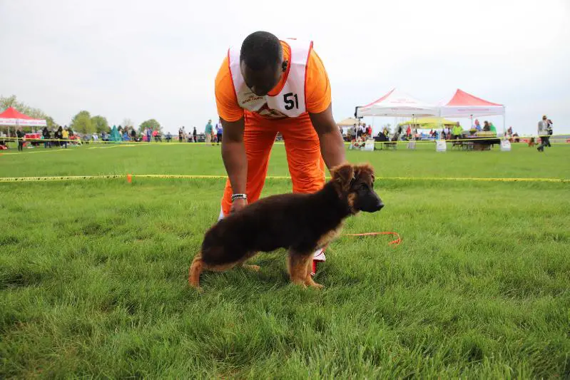 Hutini vom Leithawald