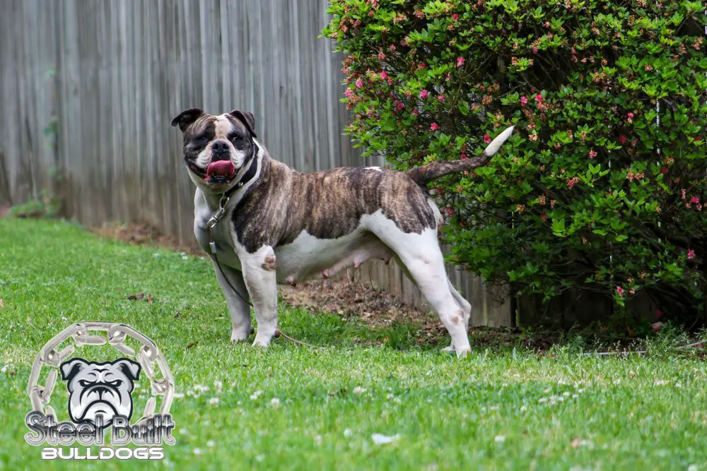 Steel Built Bulldog's Blac Chyna Of OAB