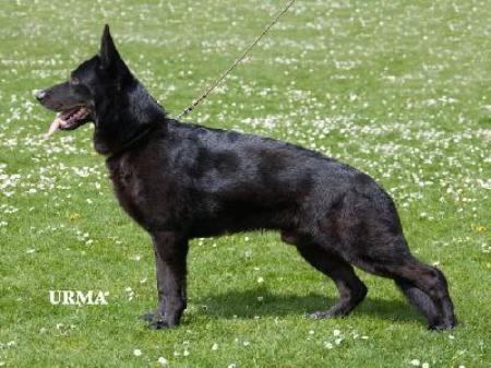 Rikkor vom Geefacker